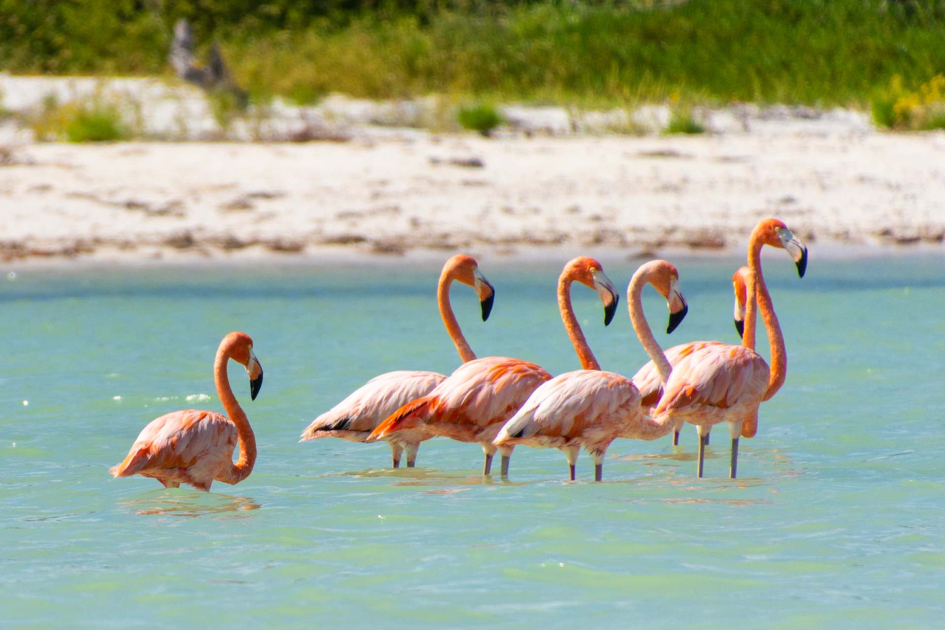 Isola di Holbox: cosa vedere e perché visitarla